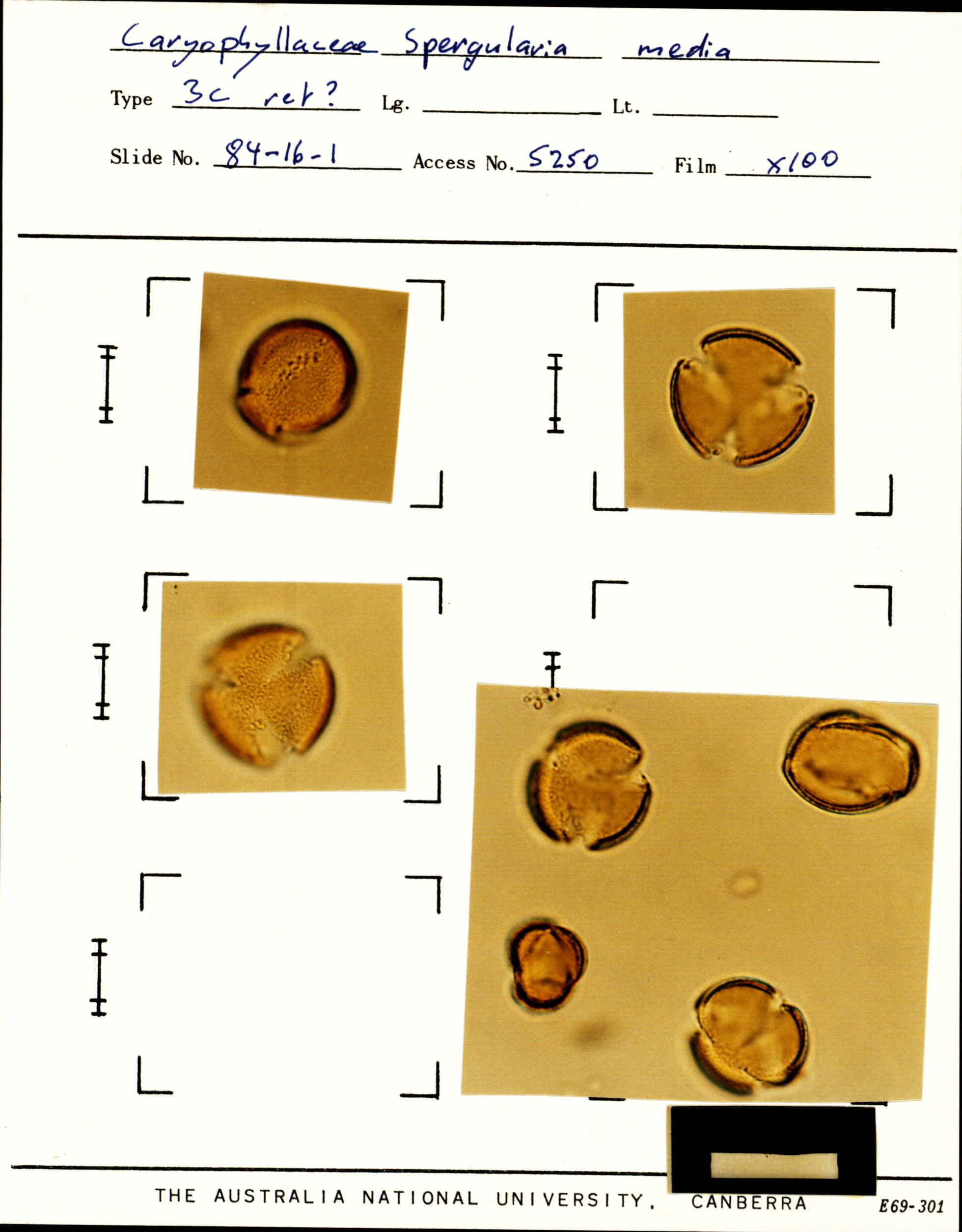 Spergularia Media CARYOPHYLLACEAE APSA ANU Spergularia Media CARYOPHYLLACEAE APSA ANU